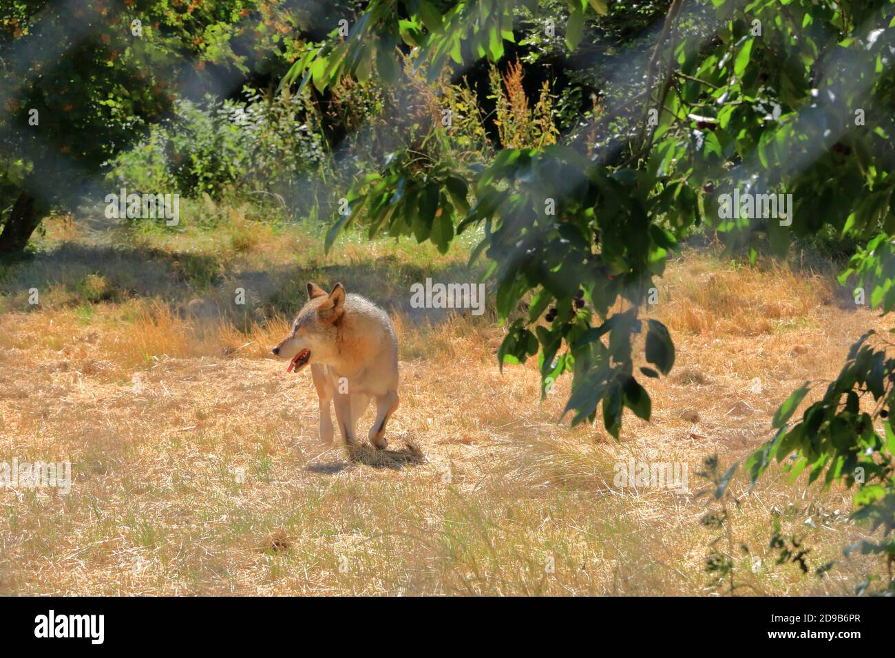 Wolf dog locked behind a fence in the wildlife Park in Silz/Palatinate ...