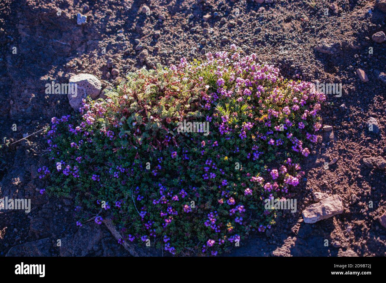 Blooming beautiful colorful wild flowers in Artvin highland Stock Photo ...