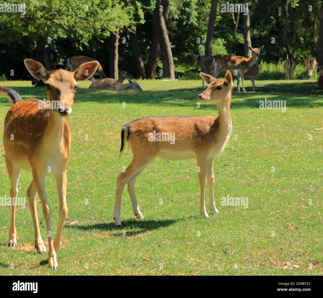 Wild roe deer in the wildlife Park Silz/Palatinate in Germany Stock ...