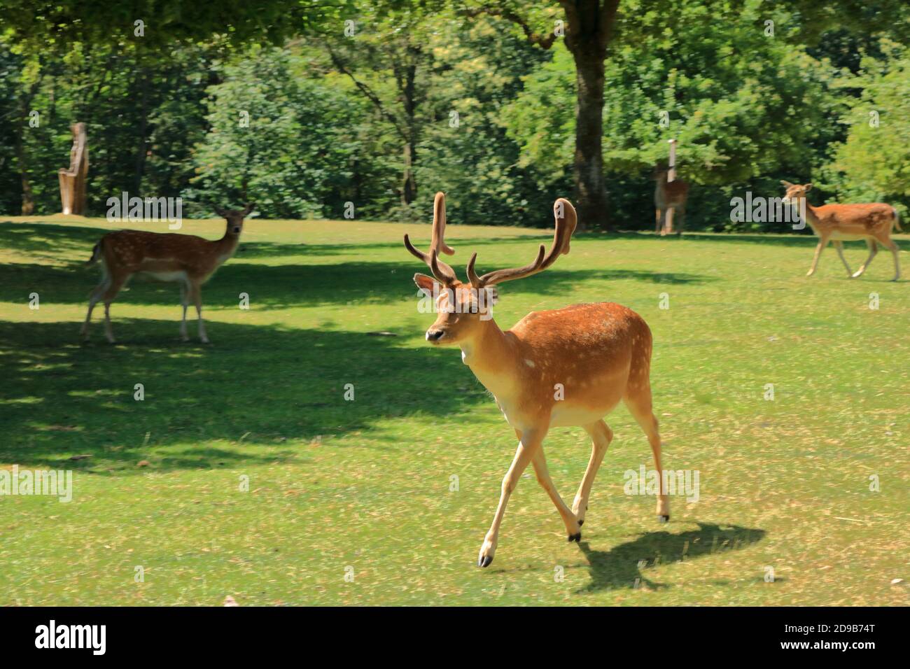 Wild roe deer in the wildlife Park Silz/Palatinate in Germany Stock ...