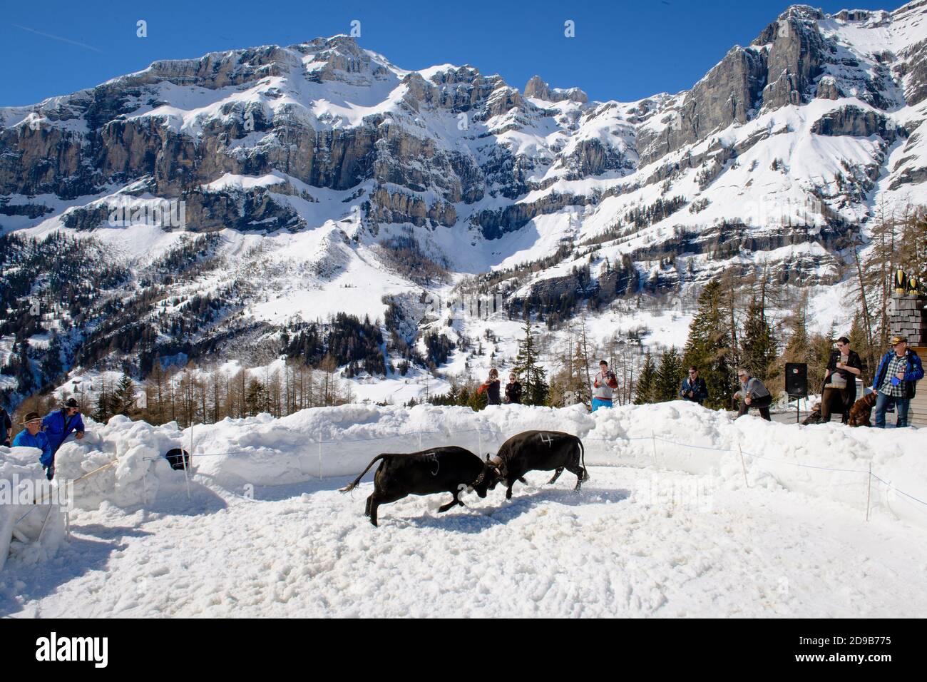 Two Herens cow breed fight during the annual cow fighting in the ...