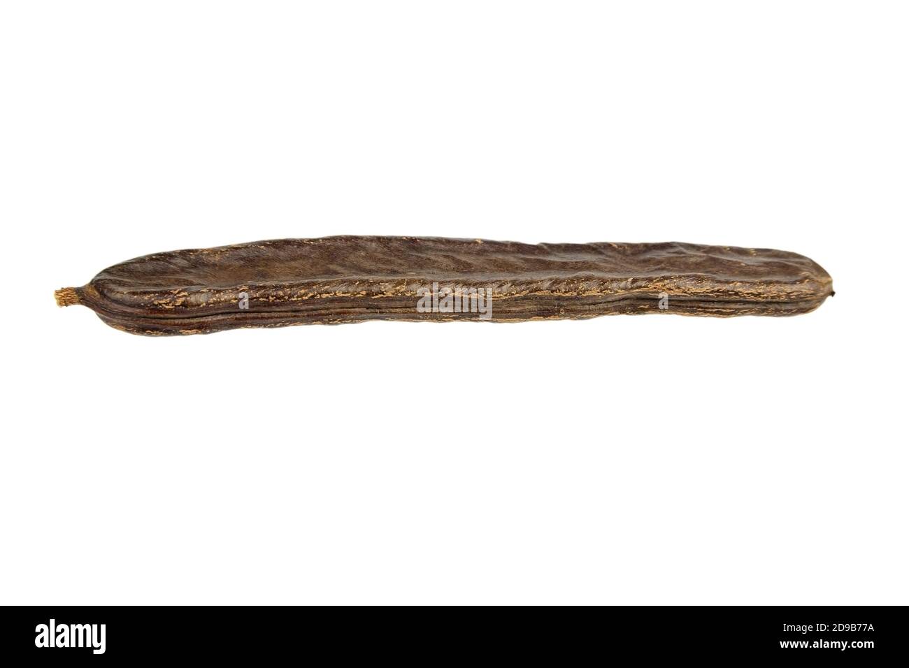 Isolated carob pod. Dried carob tree fruit isolated on white background ...