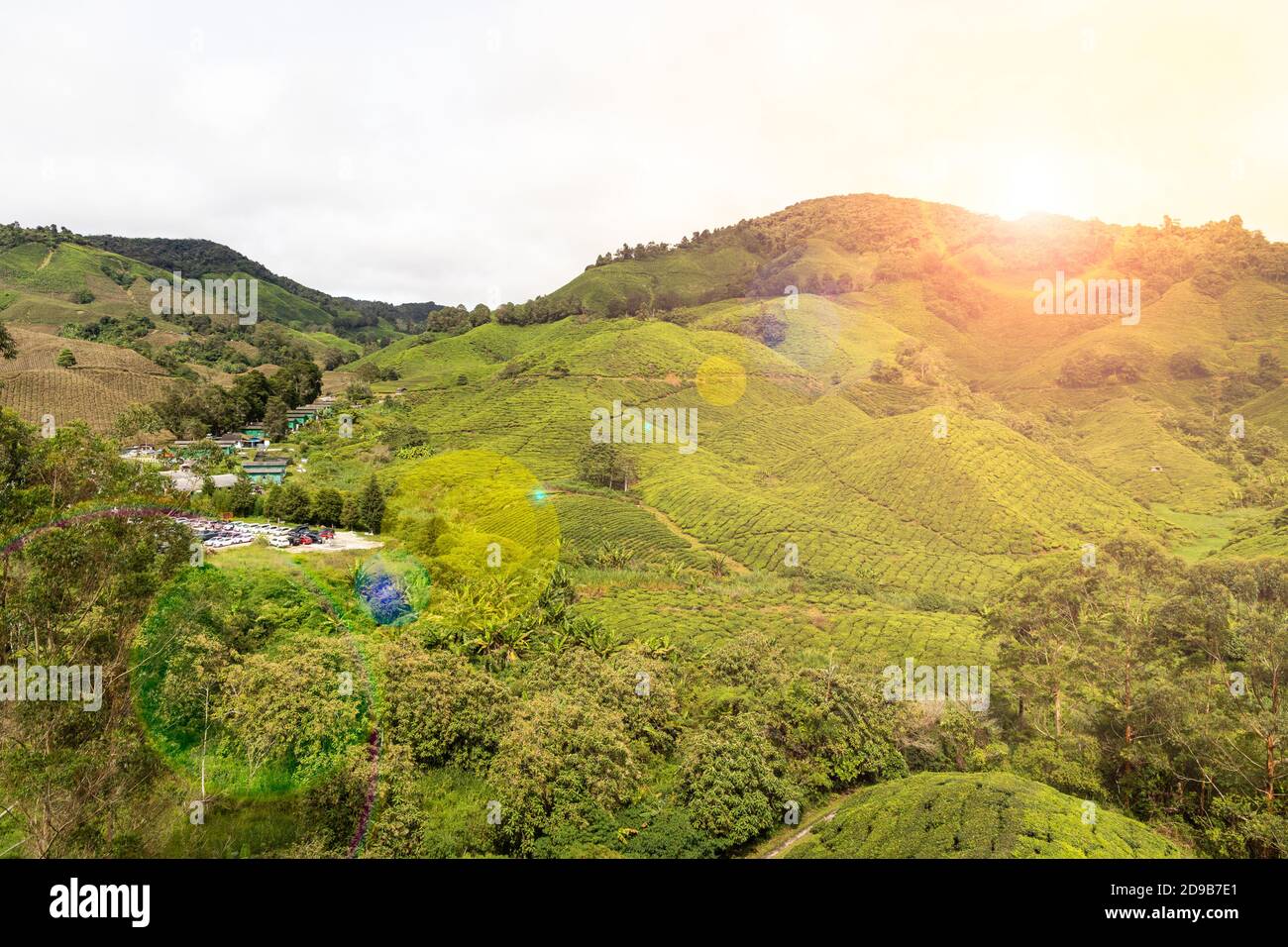 Scenic sunrise at Cameron Highlands hilly tea plantation, Malaysia ...