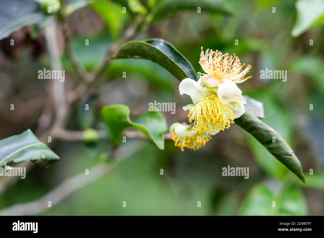Bloom flower plantation hi-res stock photography and images - Alamy