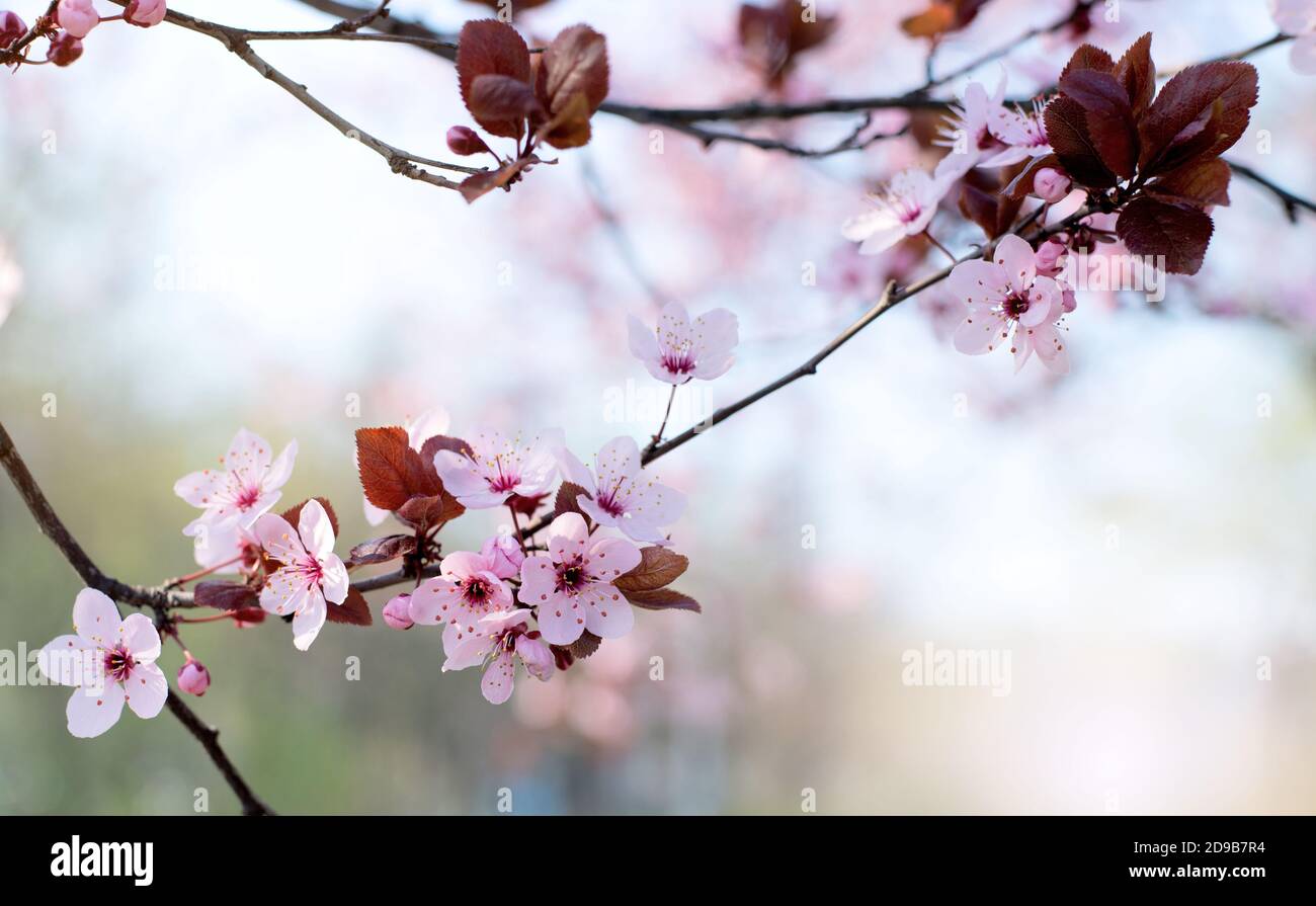 Branch Beautiful Pink Cherry Plum, Prunus Cerasifera Nigra, blooming in ...