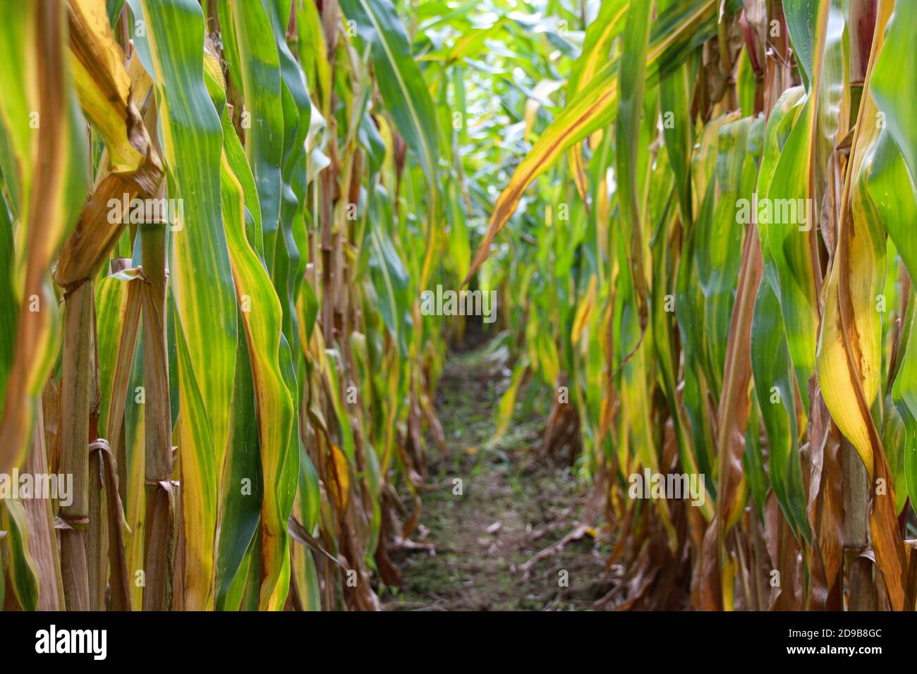Green corn field in the agricultural garden Stock Photo - Alamy
