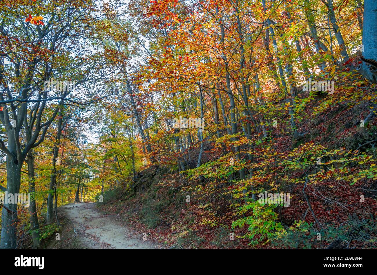 Vivid fall colours hi-res stock photography and images - Alamy
