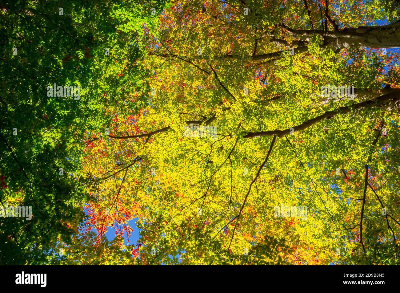 Vivid fall colours in forest. Scenery of nature with sunlight through ...