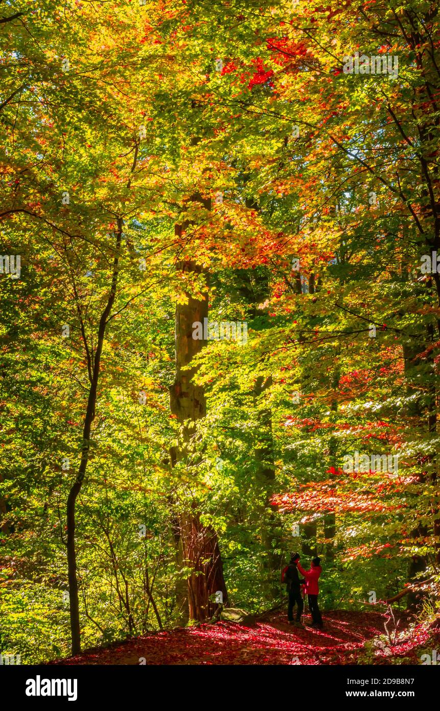 Woods forest path autumn walk hi-res stock photography and images - Alamy