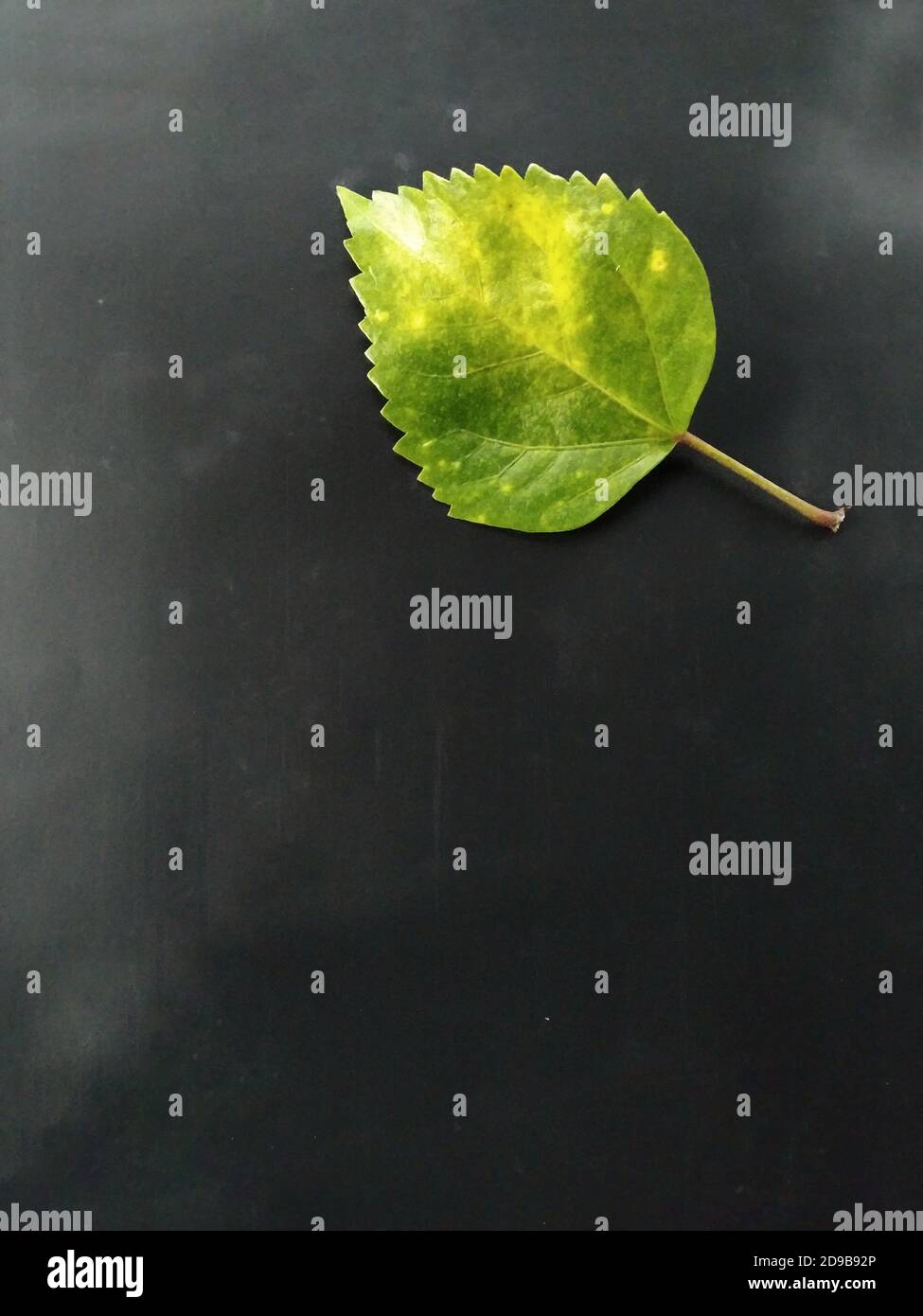 A Hibiscus green leaf in a black background. Scientific Name :Hibiscus ...