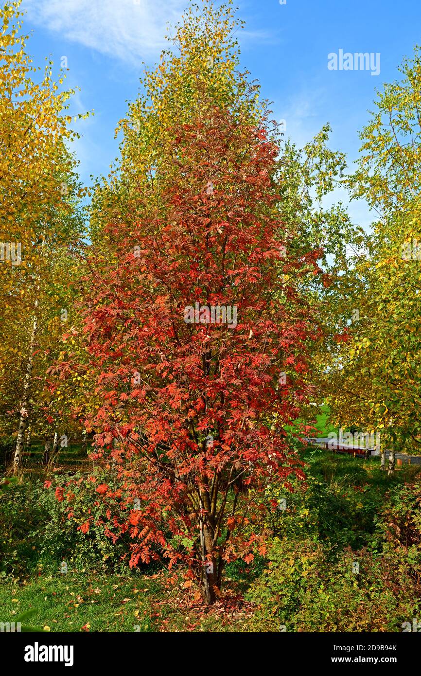Indian ash tree hi-res stock photography and images - Alamy