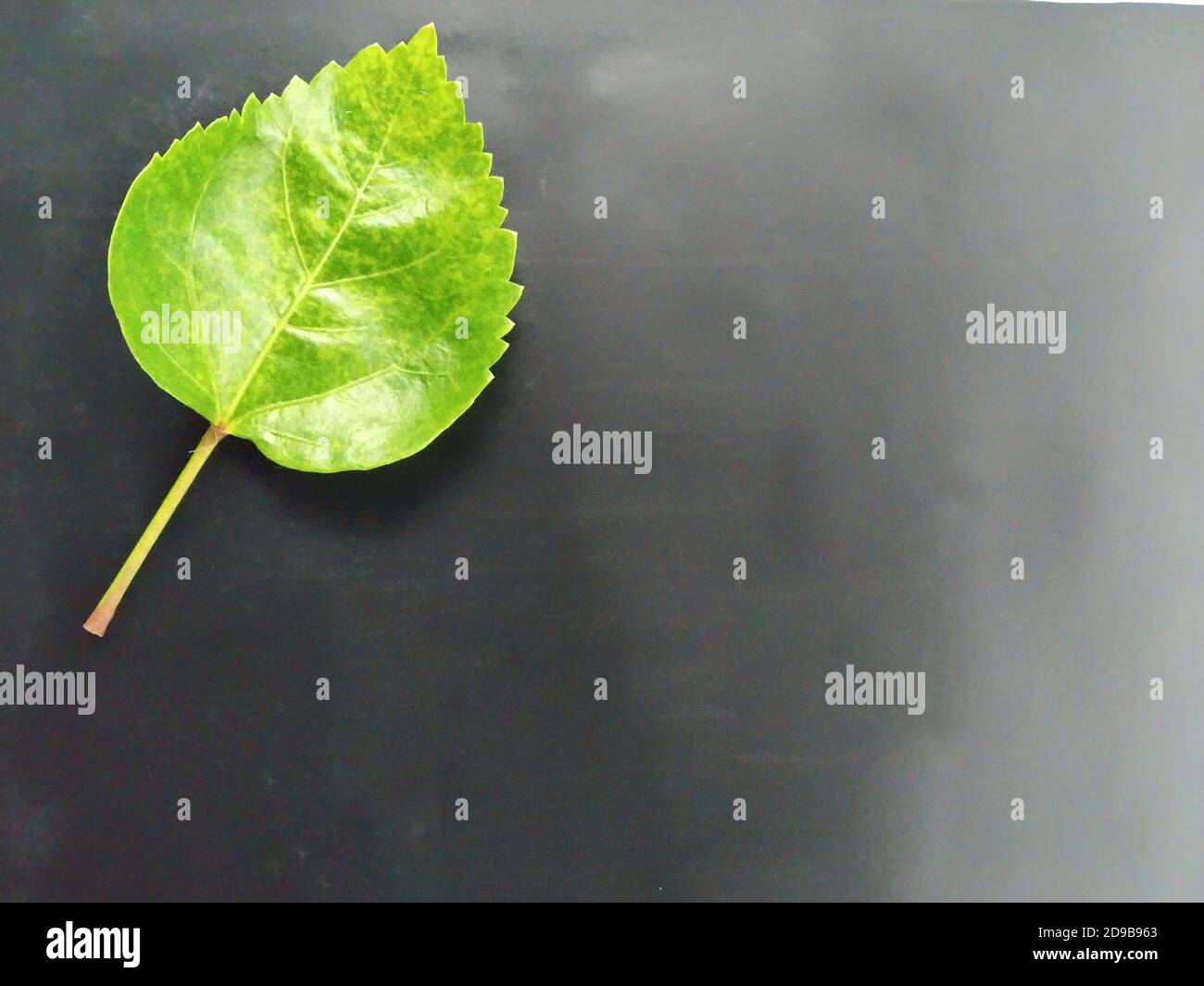 A Hibiscus green leaf in a black background. Scientific Name :Hibiscus ...