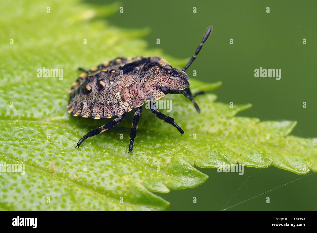Early instar nymph of Forest Shieldbug (Pentatoma rufipes) sitting on ...