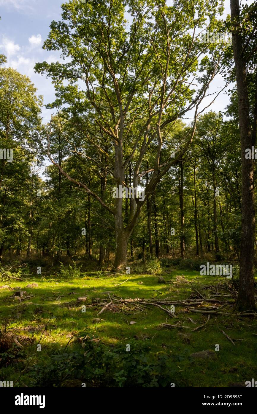 Lush green woodland glade hi-res stock photography and images - Alamy