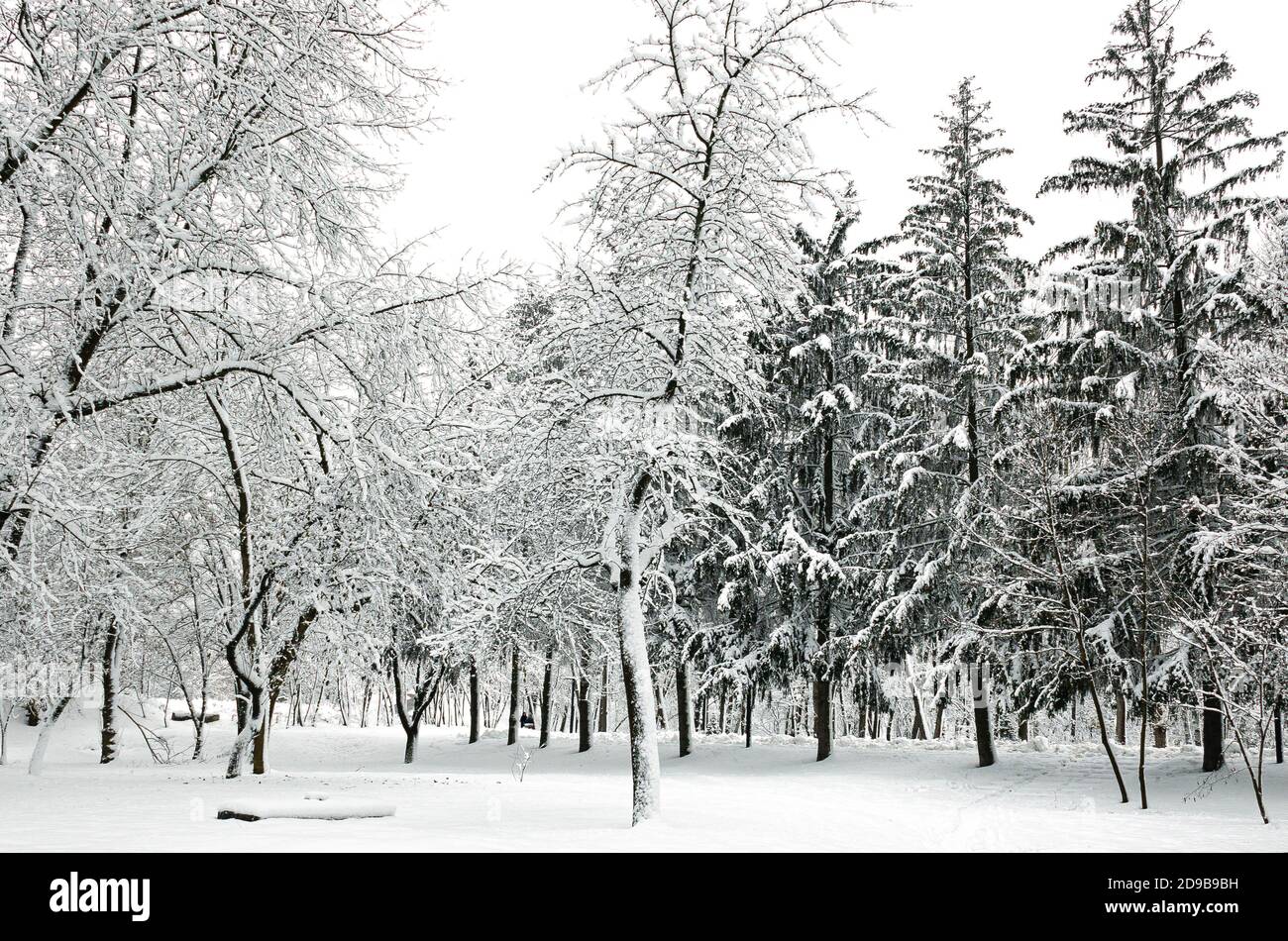 Winter Park. Trees covered with pure white snow. Winter Stock Photo - Alamy