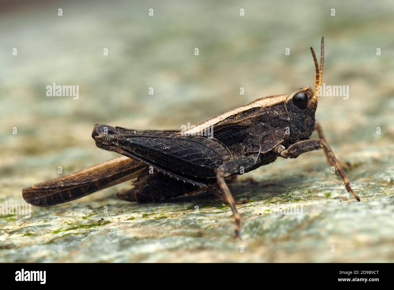 Slender Groundhopper (Tetrix subulata) resting on ground. Tipperary ...