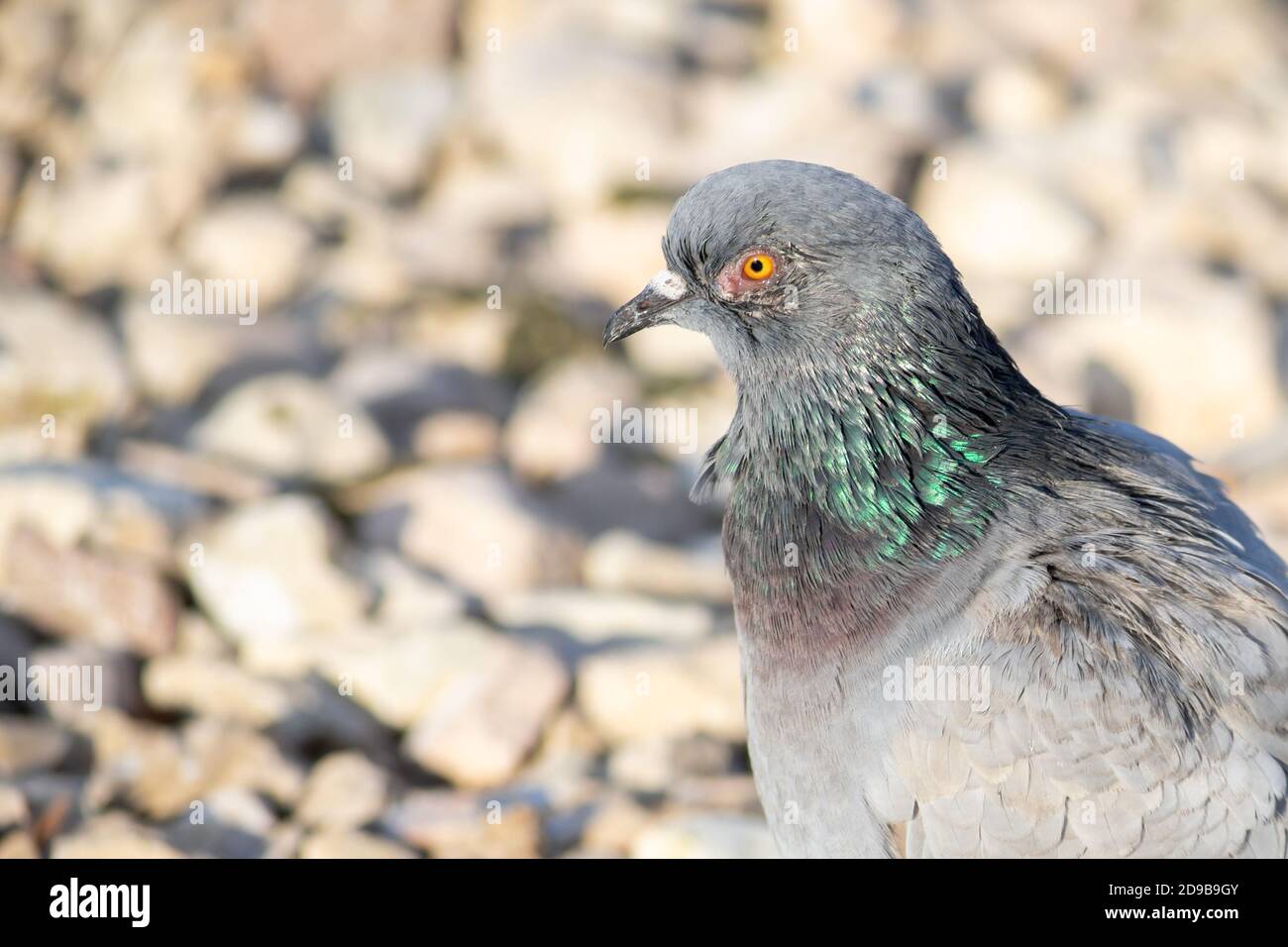 Eye Inflammation High Resolution Stock Photography and Images - Alamy