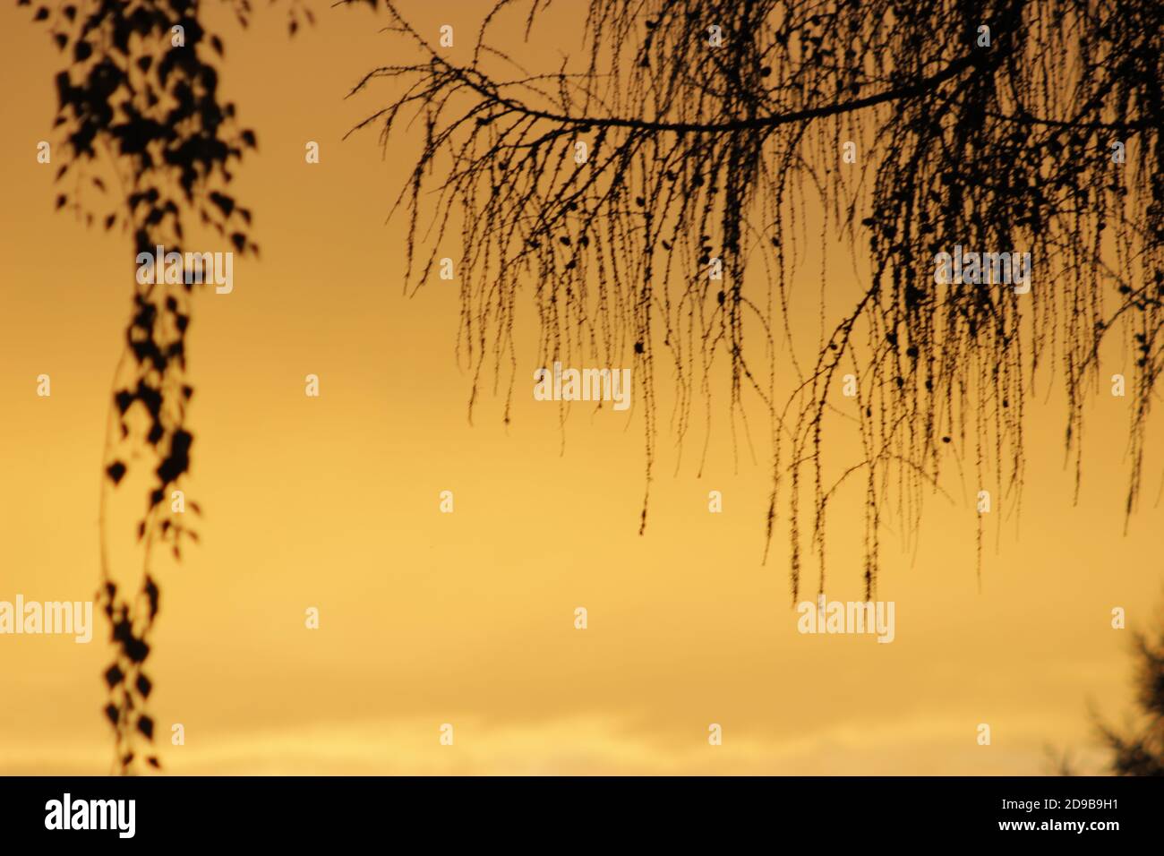 Yellow, sunset, Golden Hour Stock Photo - Alamy