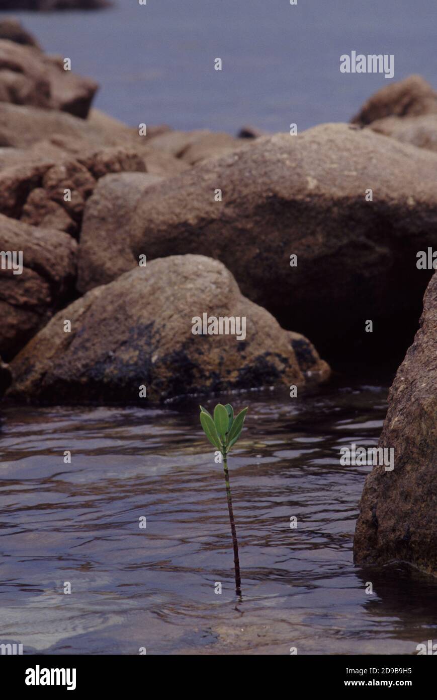 Rhizophora sp mangrove tree hi-res stock photography and images - Alamy