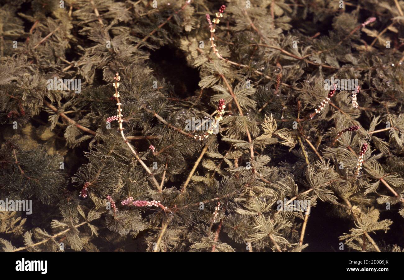 Eurasian Watermilfoil Myriophyllum Spicatum)
