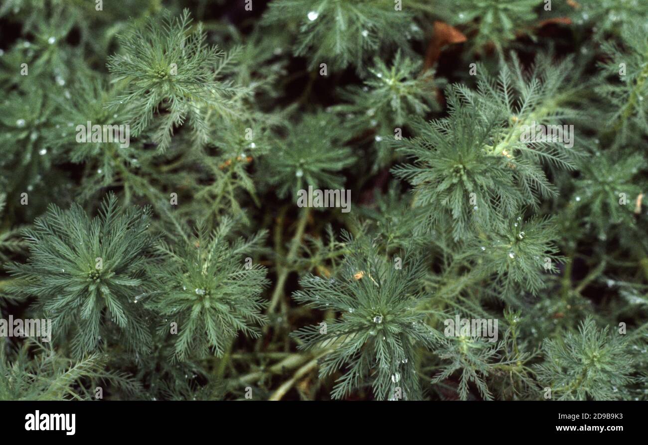 Eurasian watermilfoil (Myriophyllum spicatum Stock Photo - Alamy