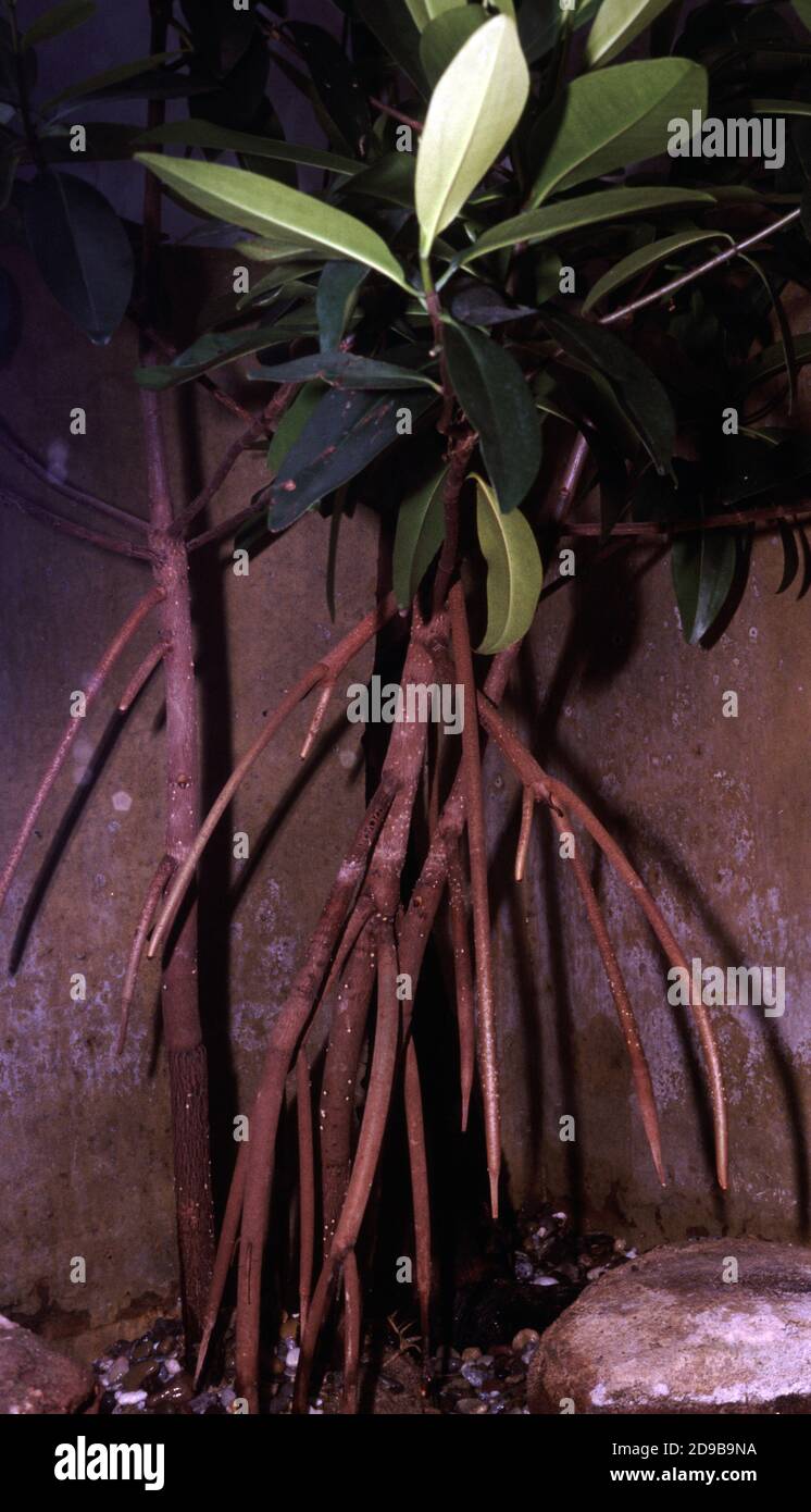 Red mangrove tree (Rhizophora mangle) in terrarium Stock Photo - Alamy