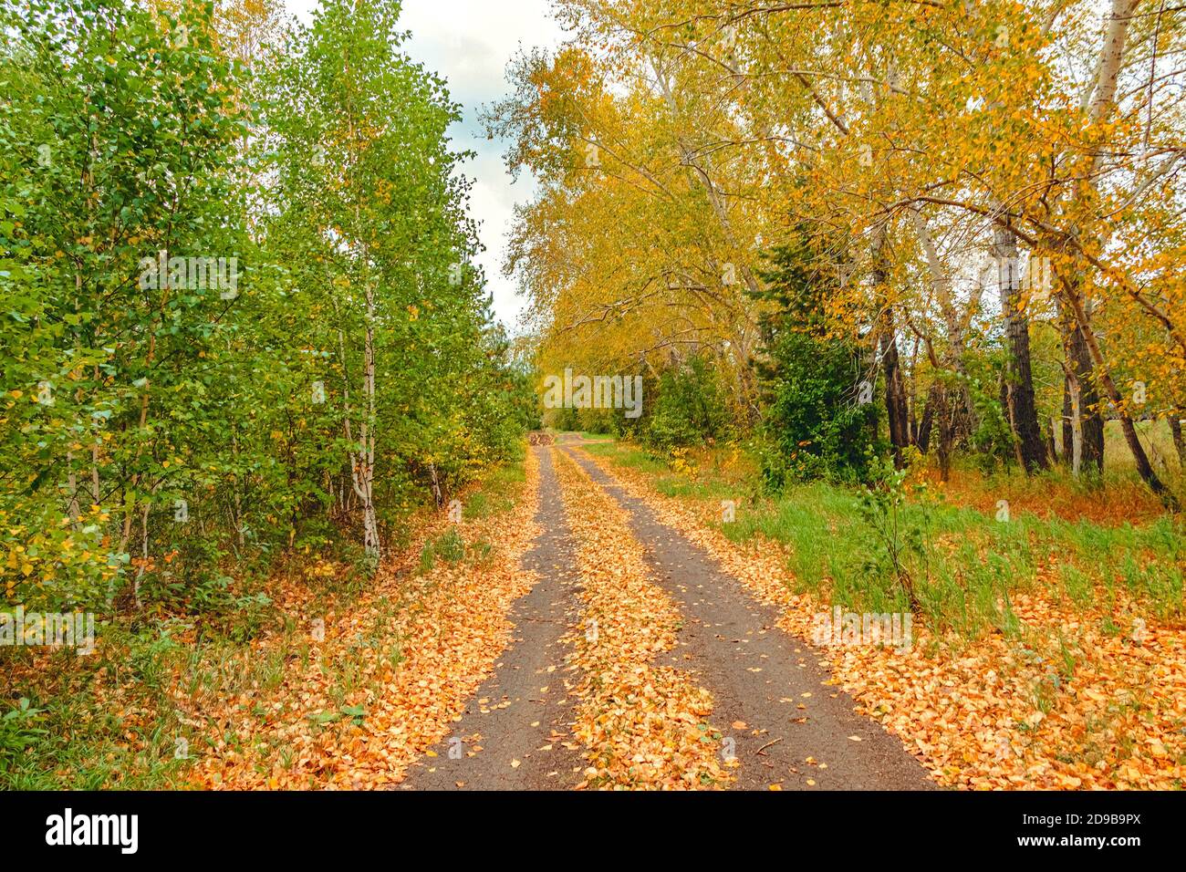 Autumn forest scenery with the golden foliage and a footpath leading ...