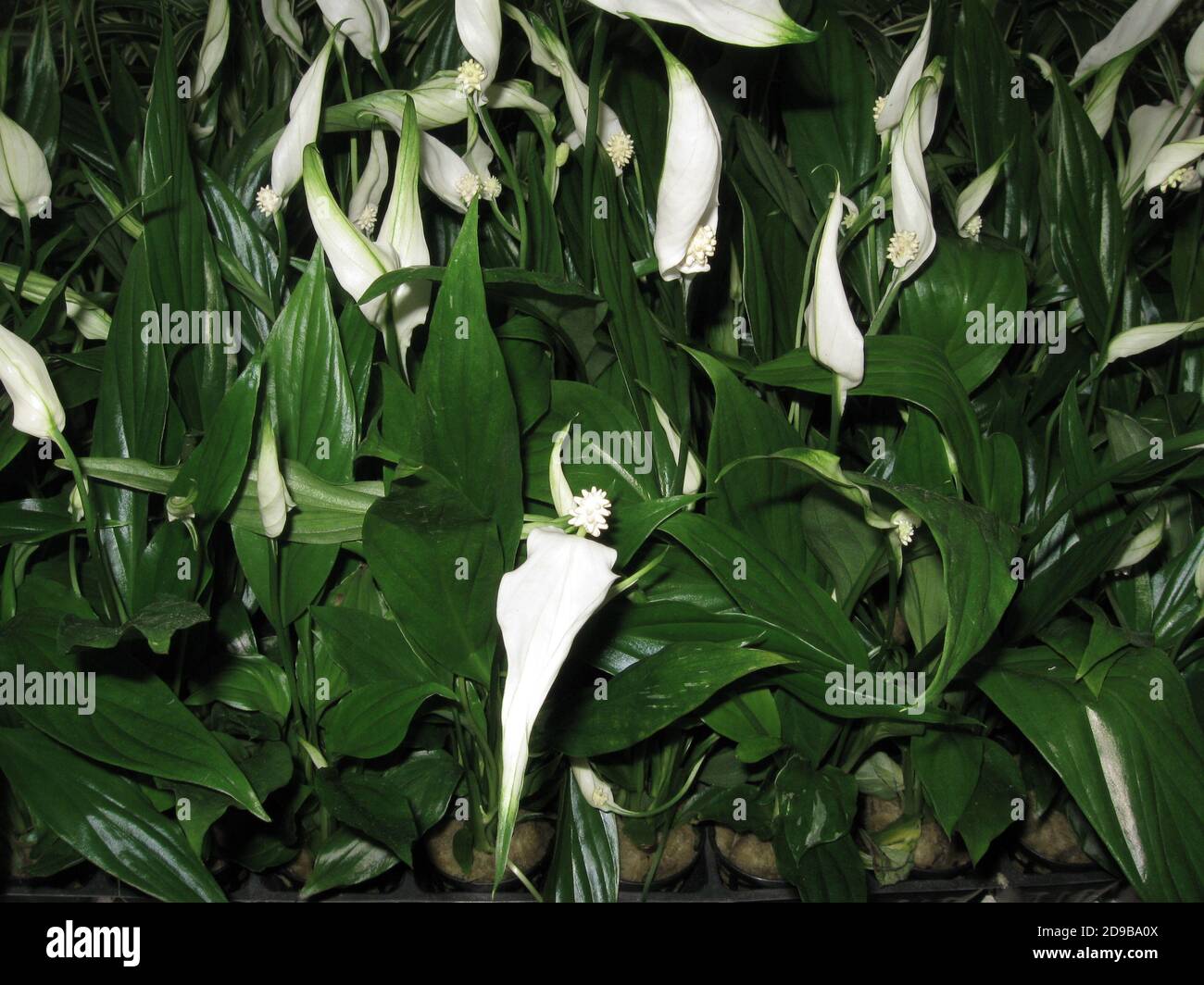 Spathiphyllum wallisii, commonly known as peace lily, white sails, or ...