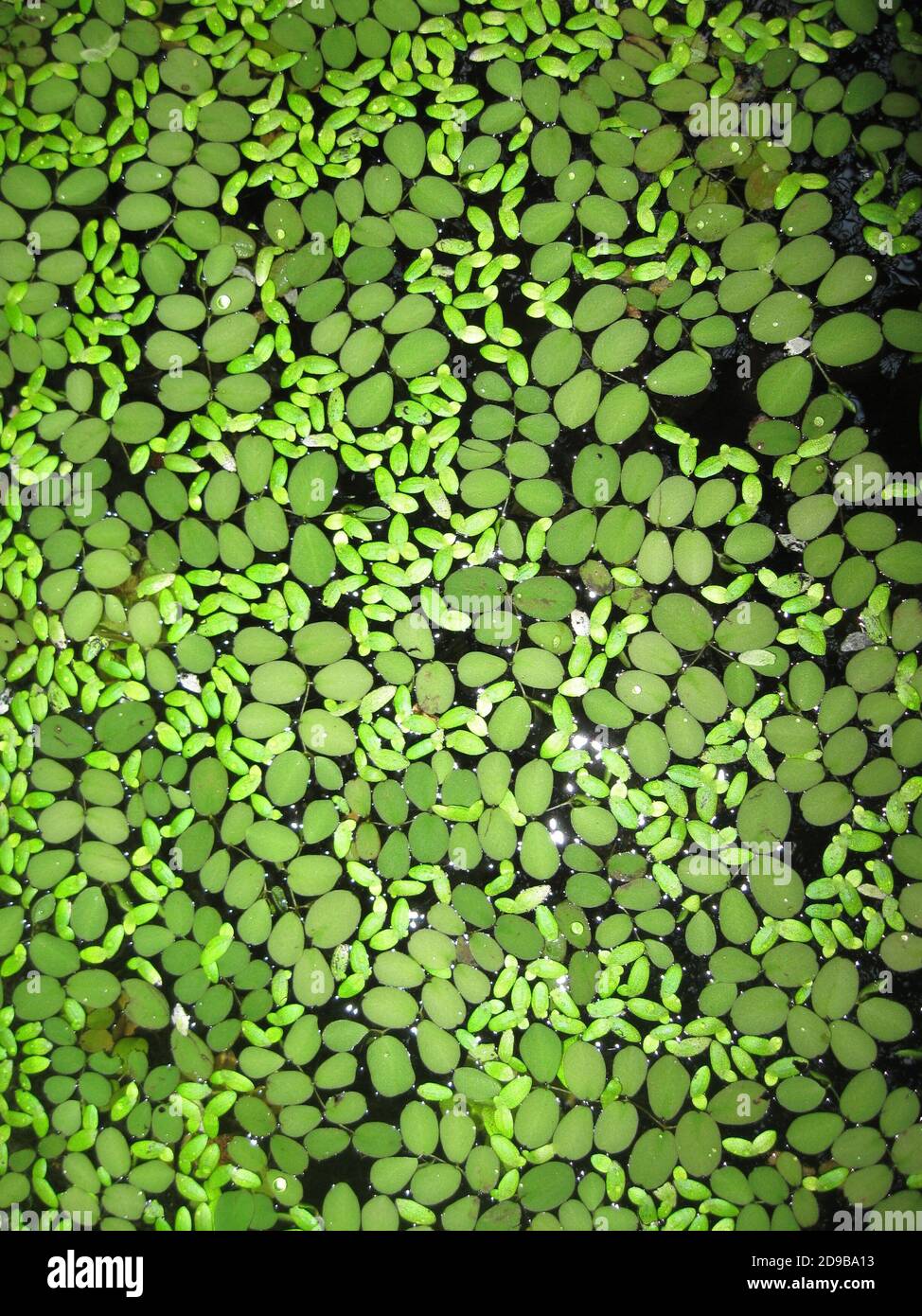 Lemna minor (common duckweed or lesser duckweed) and Salvinia sp ...