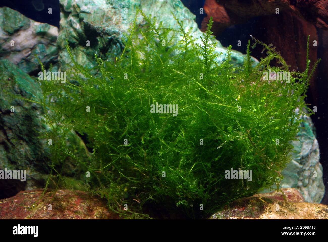 Taiwan moss, Taxiphyllum alternans Stock Photo - Alamy