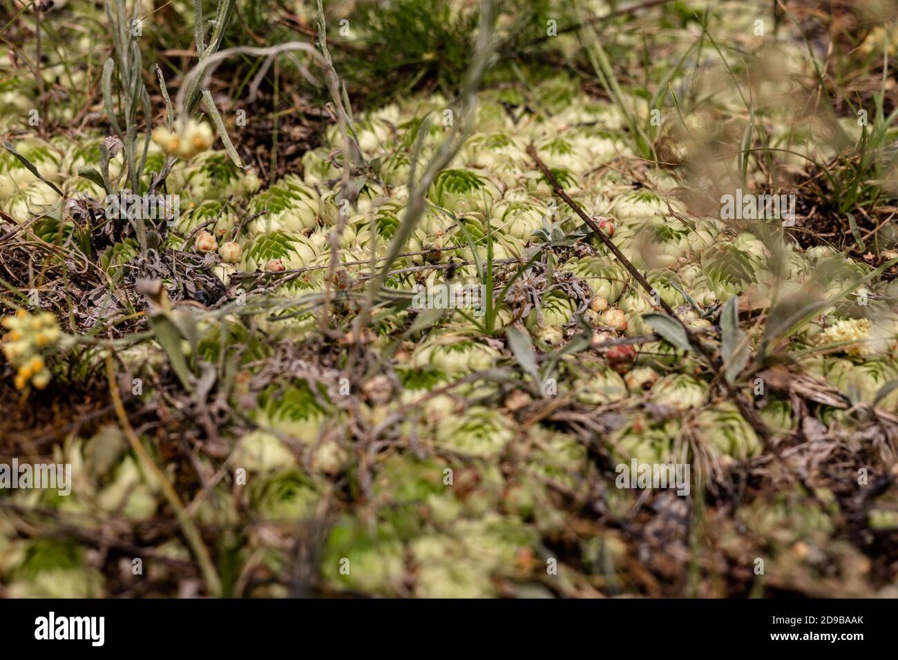 Sedum purple. Hare cabbage. Skripun Stock Photo - Alamy