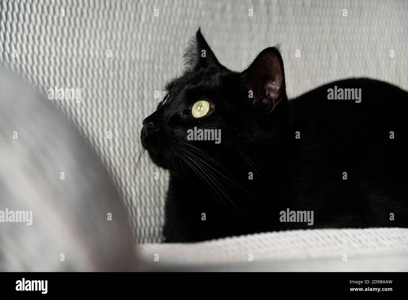 Black cat staring hi-res stock photography and images - Alamy