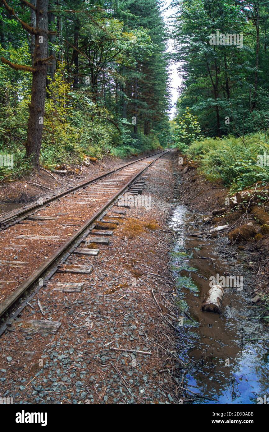 Rail tracks through the forest Stock Photo - Alamy