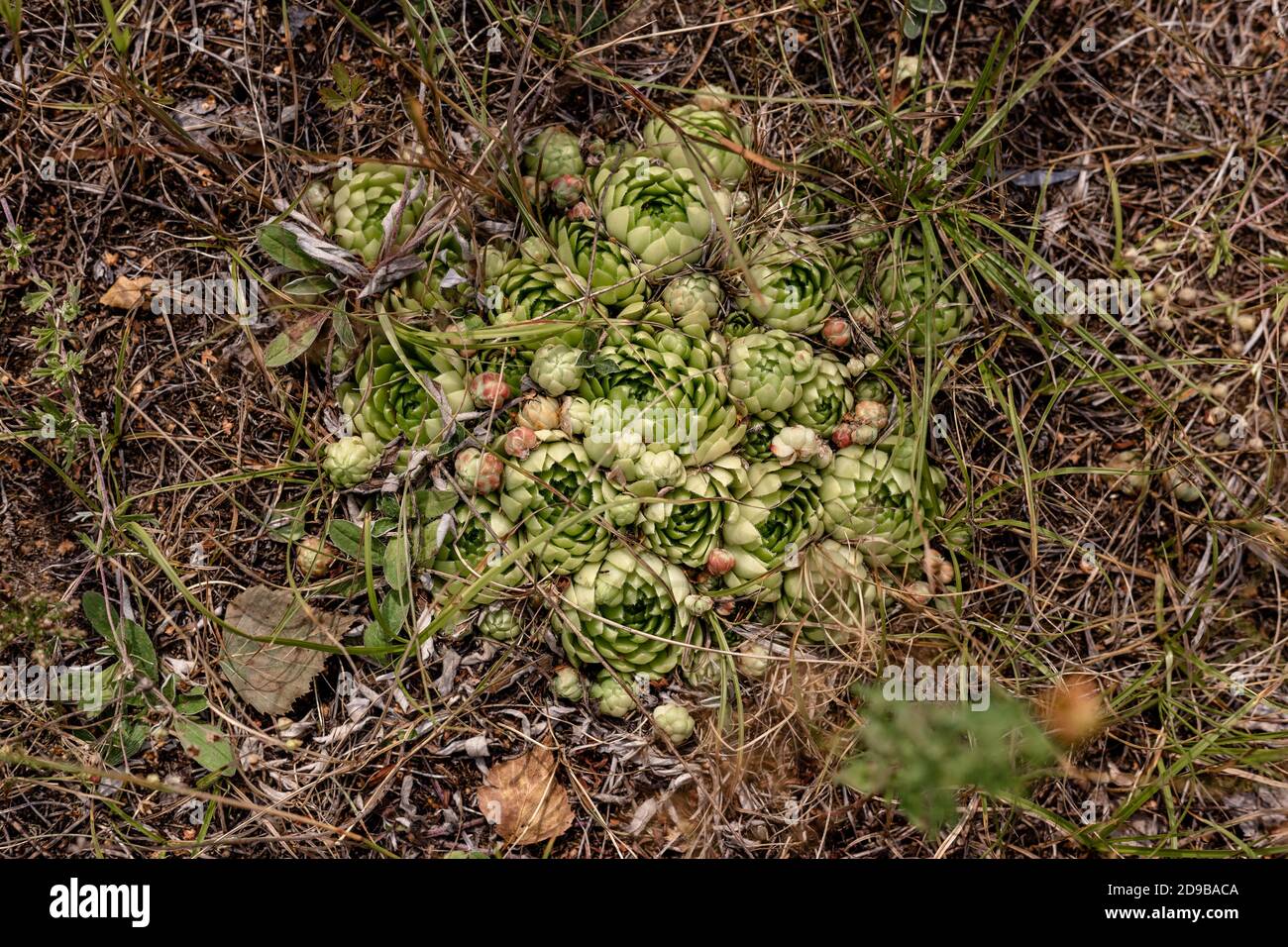 Sedum purple. Hare cabbage. Skripun Stock Photo - Alamy