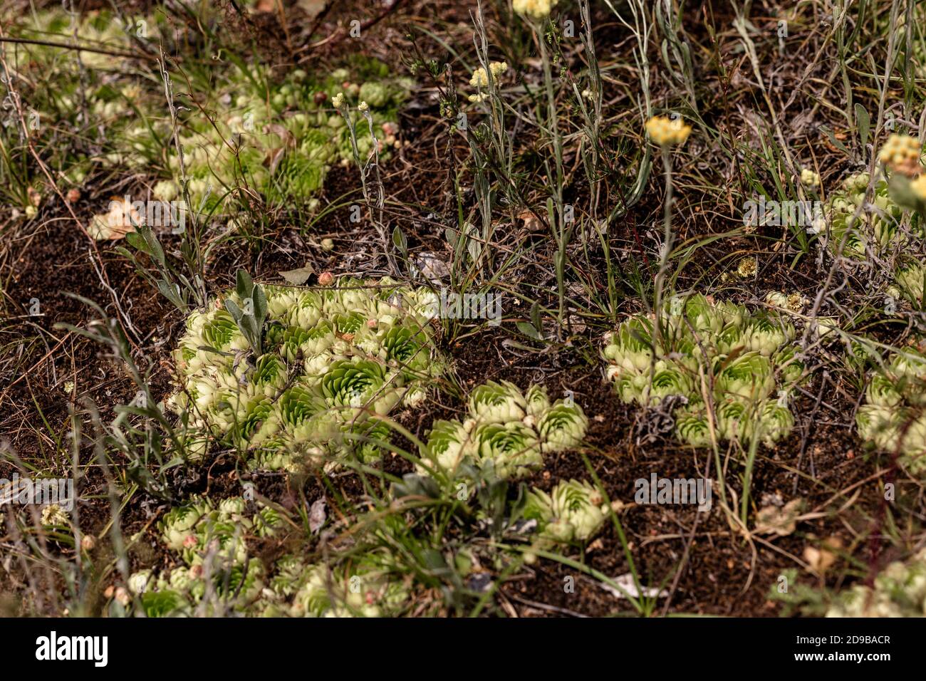 Sedum purple. Hare cabbage. Skripun Stock Photo - Alamy