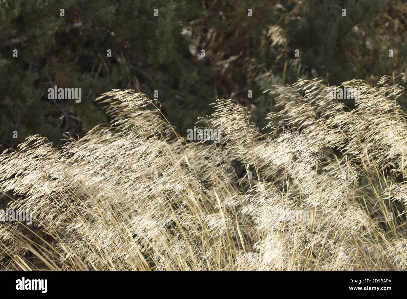 Dried weeds and grasses waving in the sun light Stock Photo - Alamy