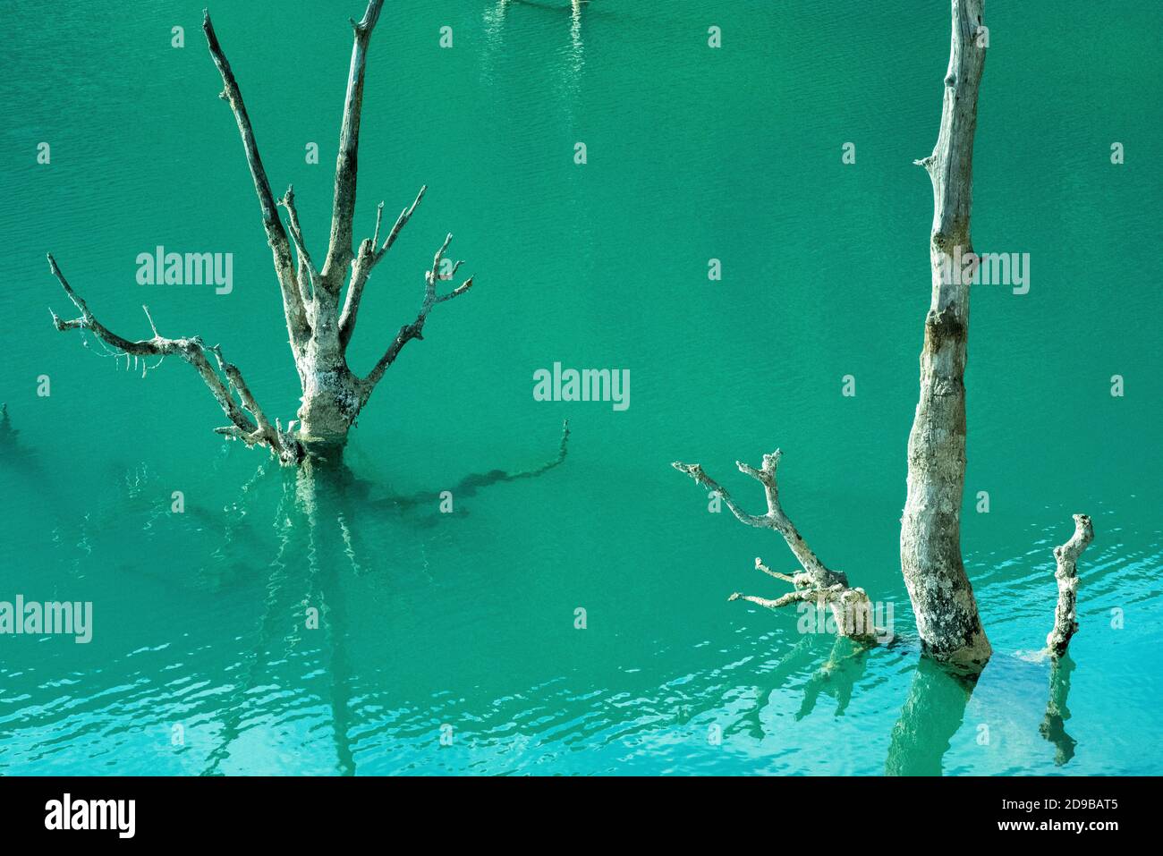 Trees in the water Stock Photo - Alamy
