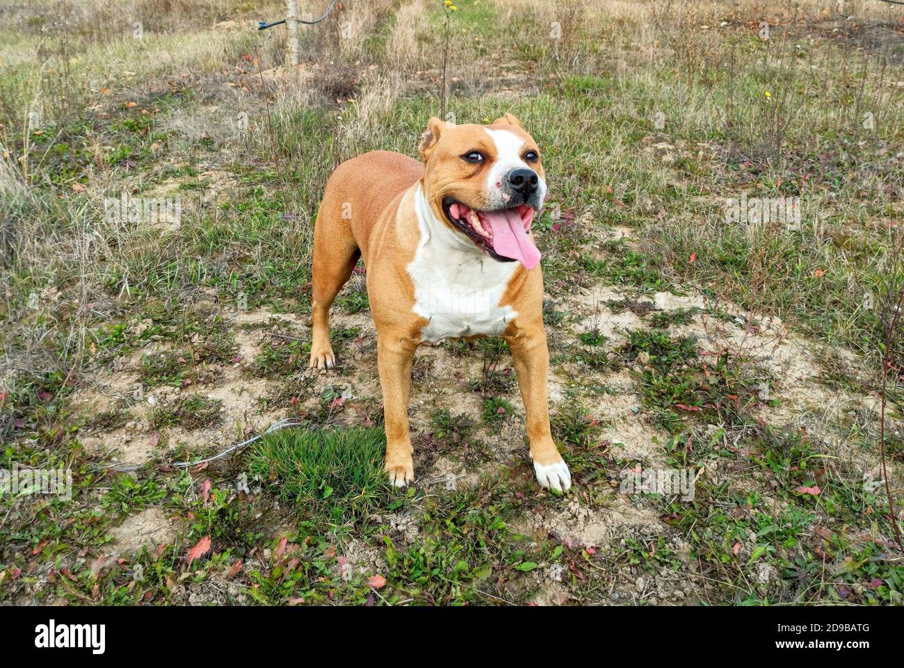 Happy Female american staffordshire terrier image Stock Photo - Alamy