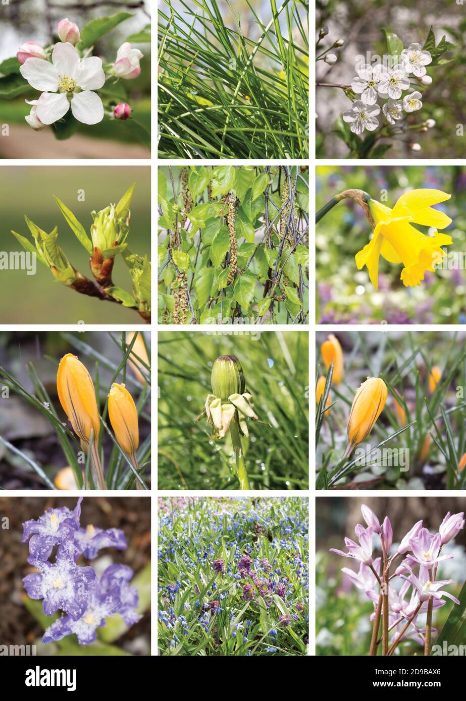 Spring collage beautiful flowers hi-res stock photography and images ...