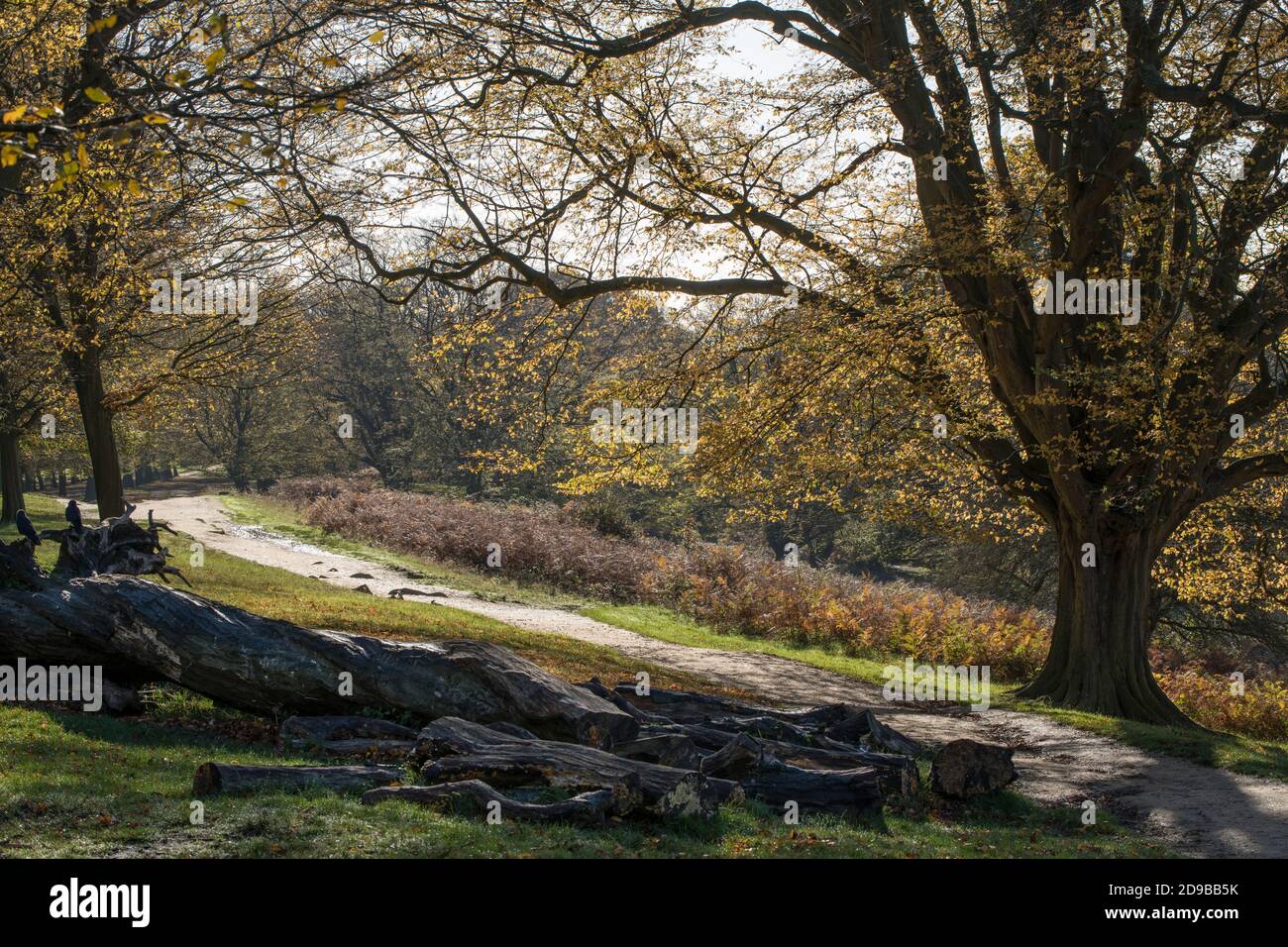 Richmond park and cycle hi-res stock photography and images - Alamy