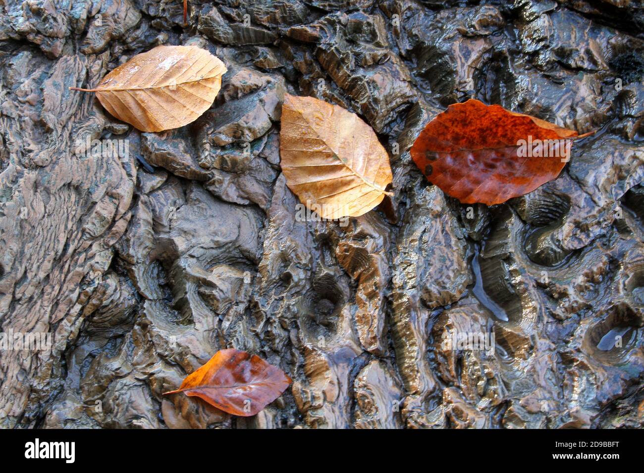 River Ayr Walk High Resolution Stock Photography and Images - Alamy