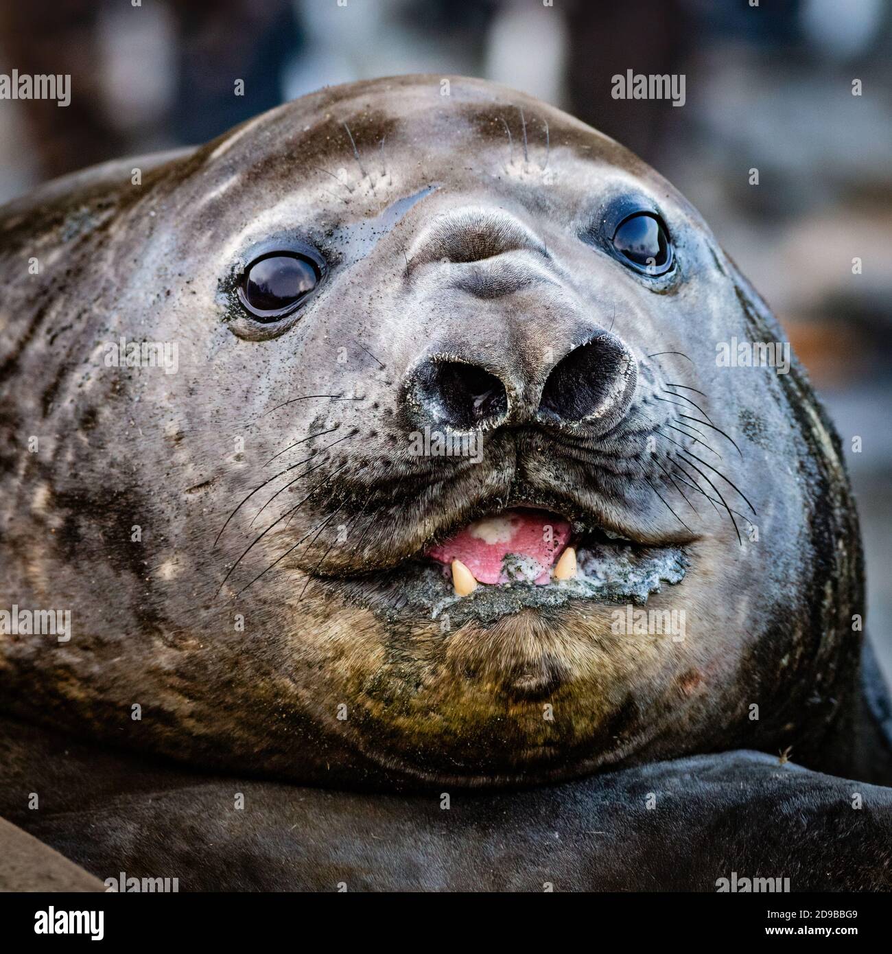 Smiling elephant seal Stock Photo - Alamy