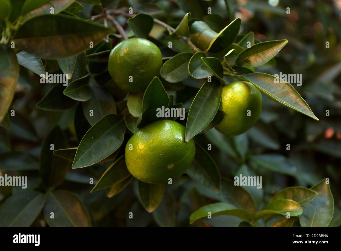 Citron tree hi-res stock photography and images - Alamy