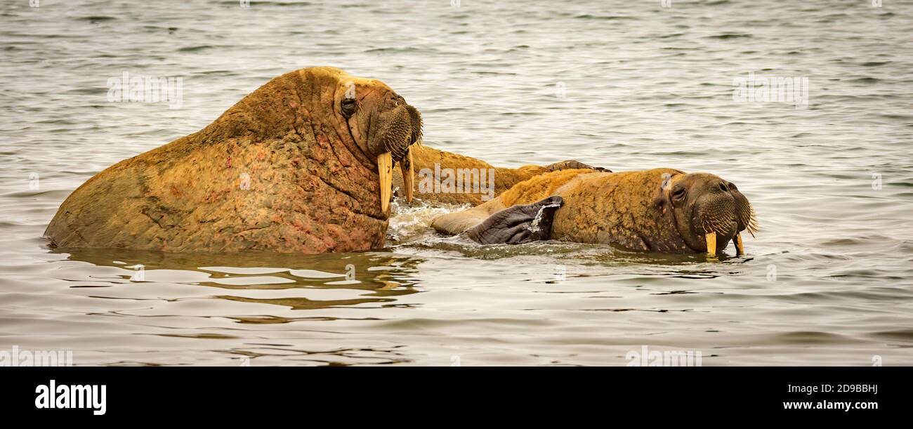 Rub down hi-res stock photography and images - Alamy