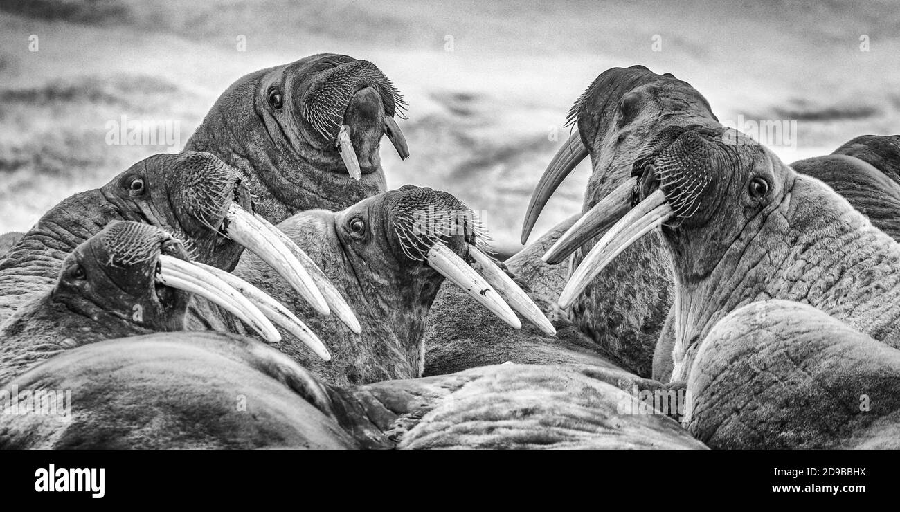 Black and white walrus hi-res stock photography and images - Alamy