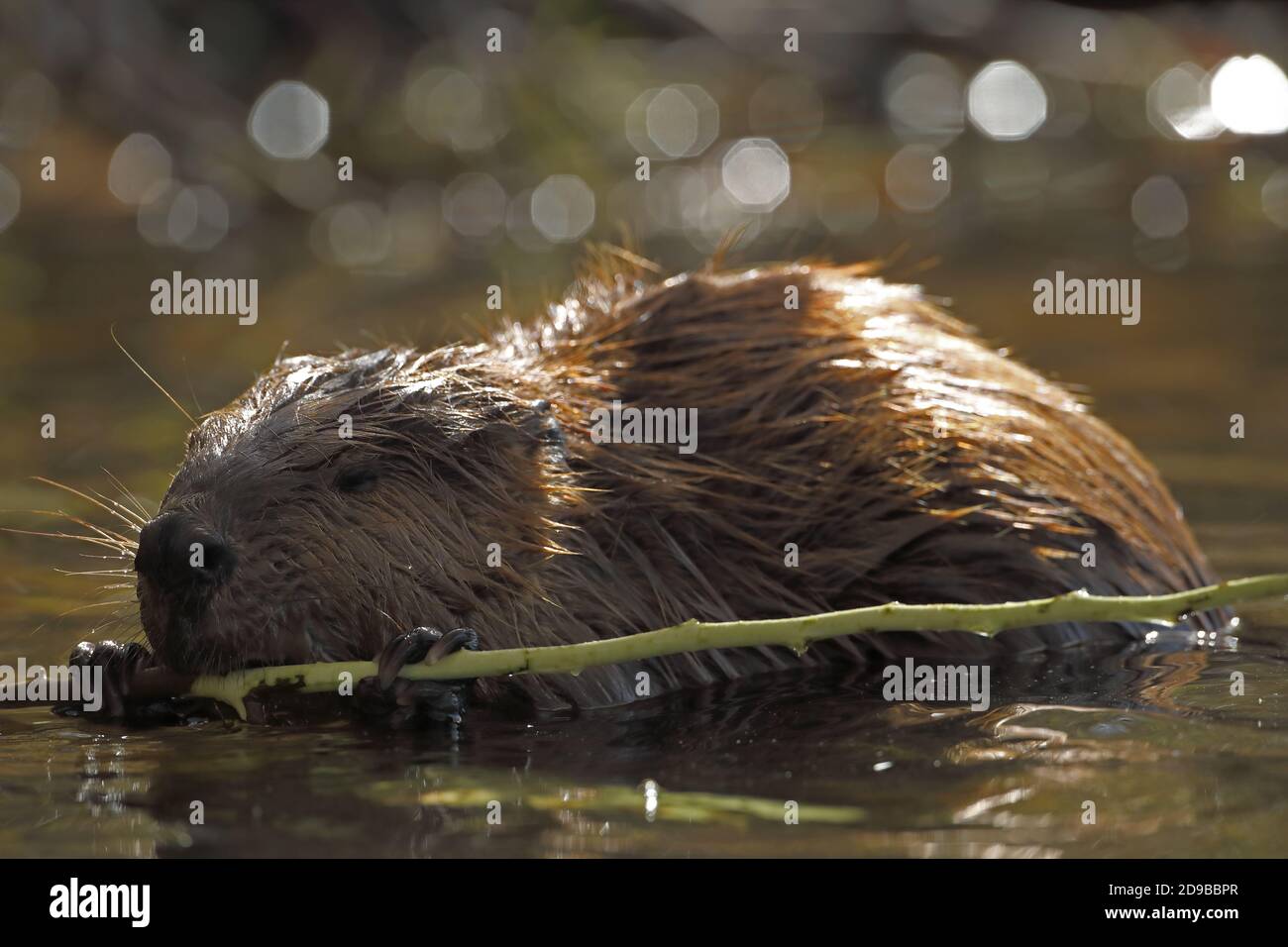 Beaver tail branch hi-res stock photography and images - Alamy