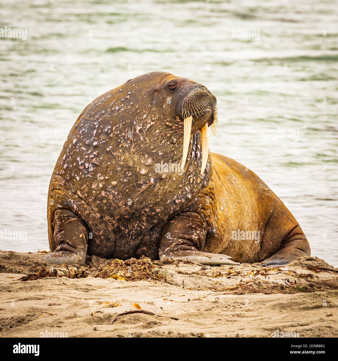 Walrus hi-res stock photography and images - Alamy