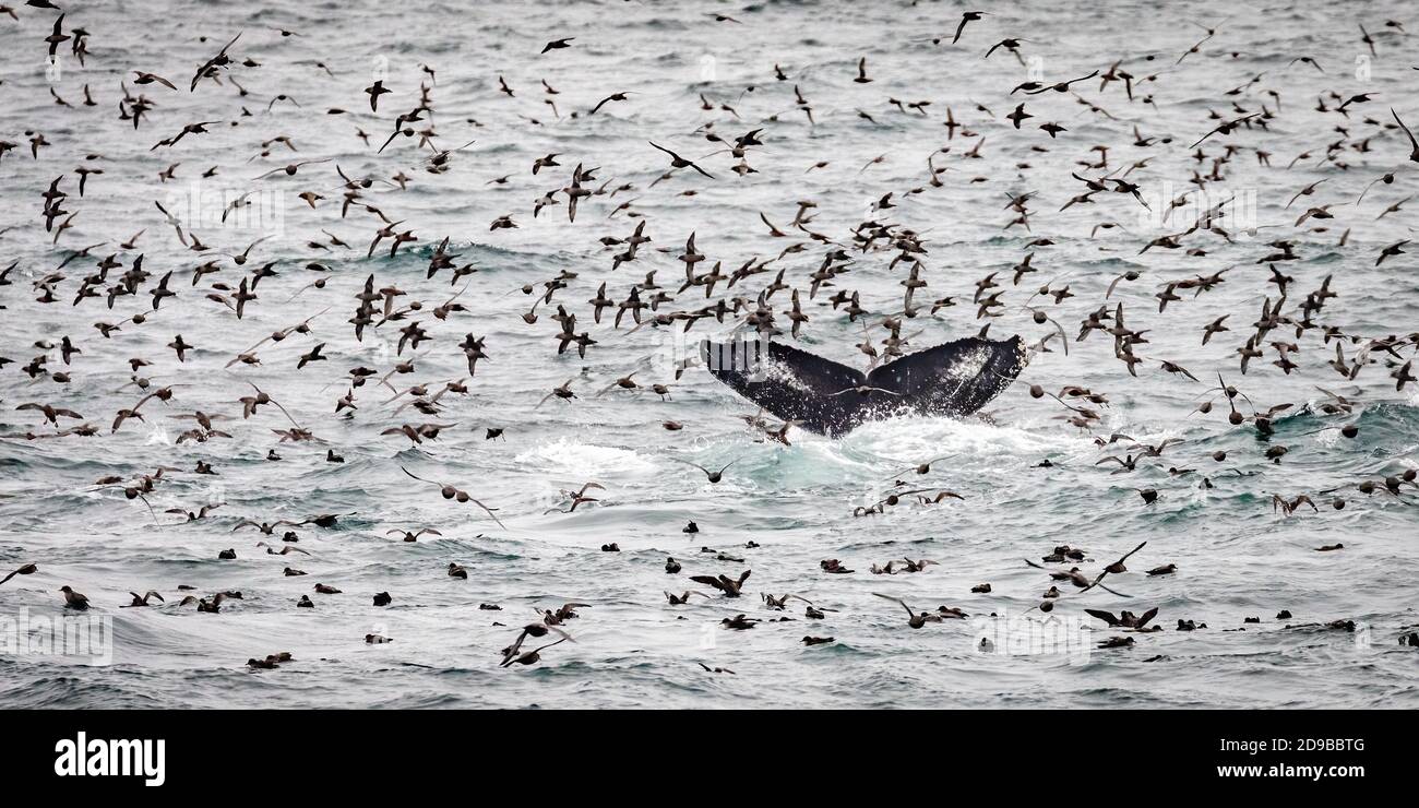 Wildlife in the Bering Strait Stock Photo - Alamy