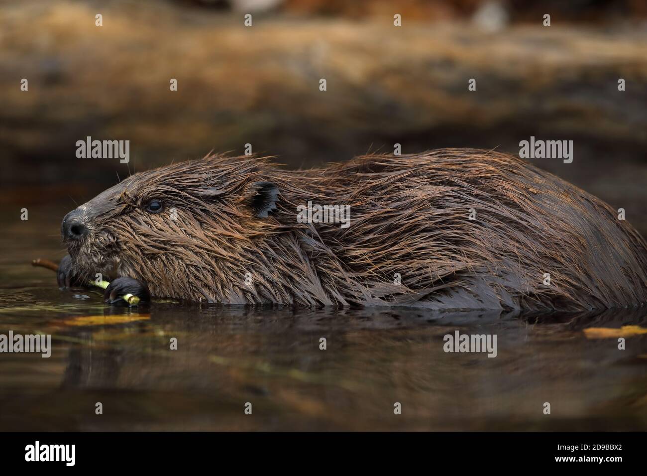 Beaver tail branch hi-res stock photography and images - Alamy