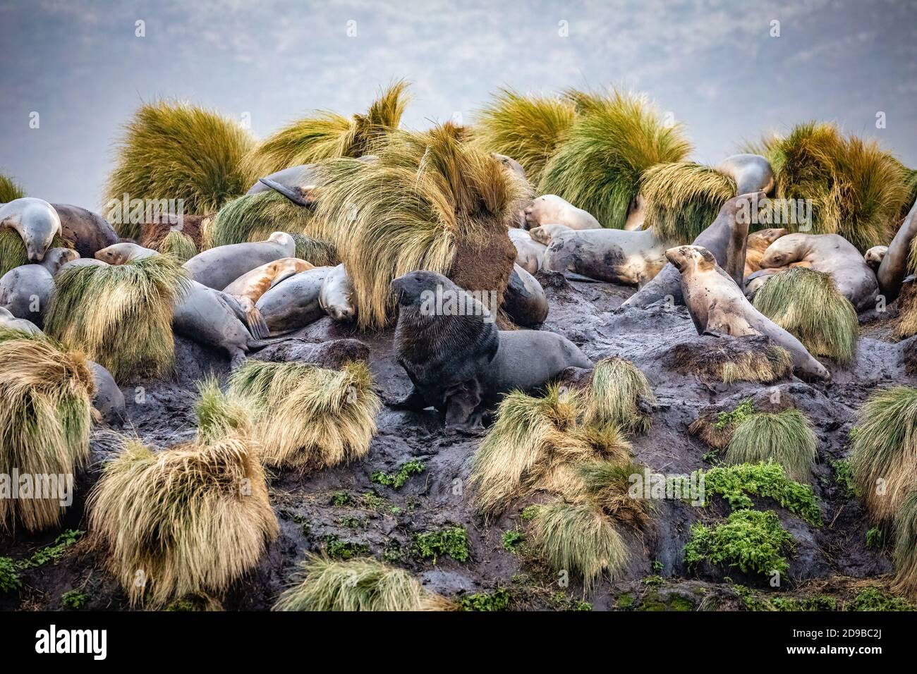Beach Master High Resolution Stock Photography and Images - Alamy
